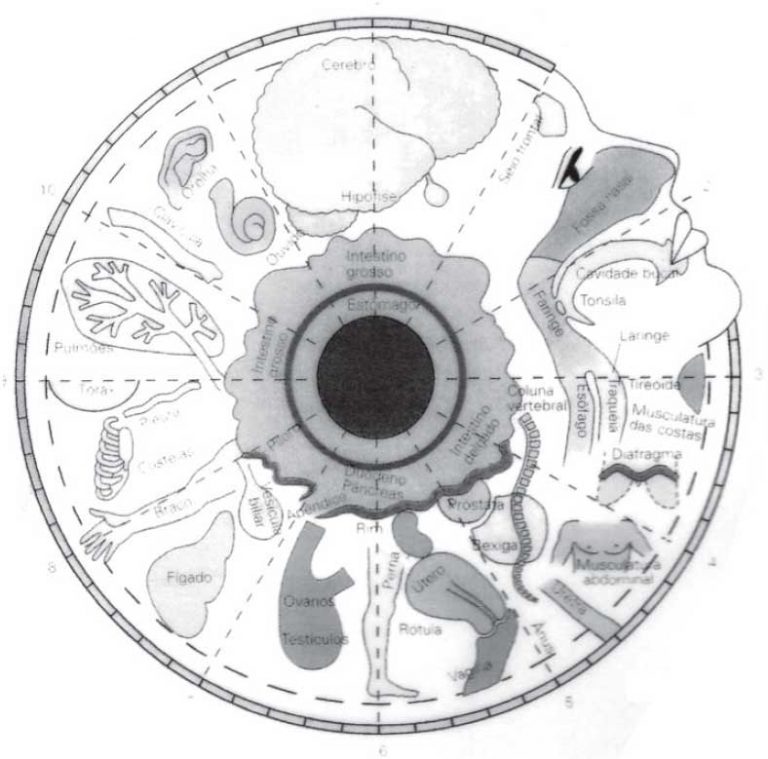 O QUE É IRIDOLOGIA? - por Elsa Kalder